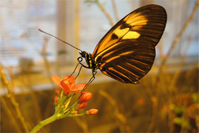 Milwaukee Rental Cars